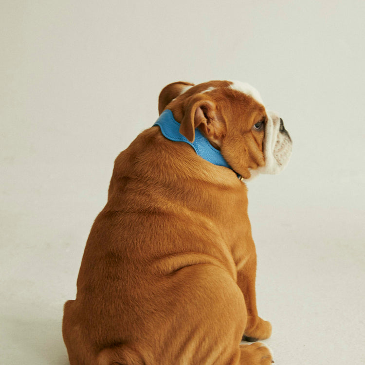 BARCELONA – Can Can Dogs